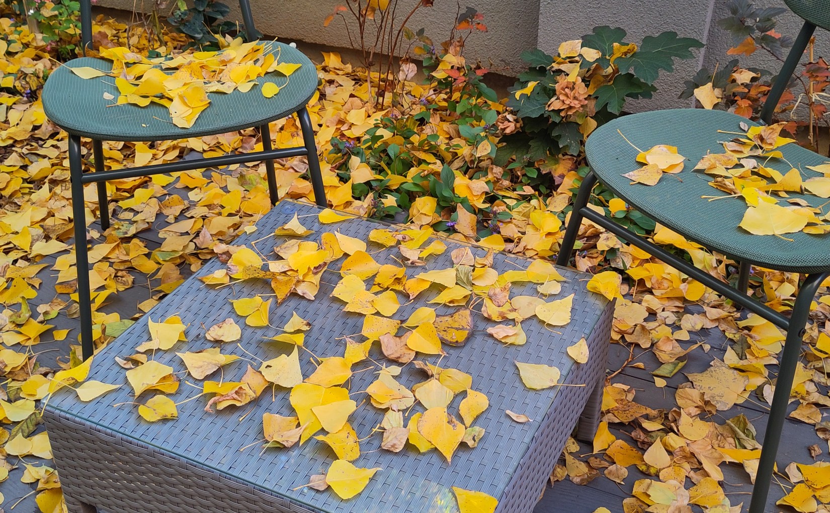 Freshwater Writing – Sterna Paradisaea